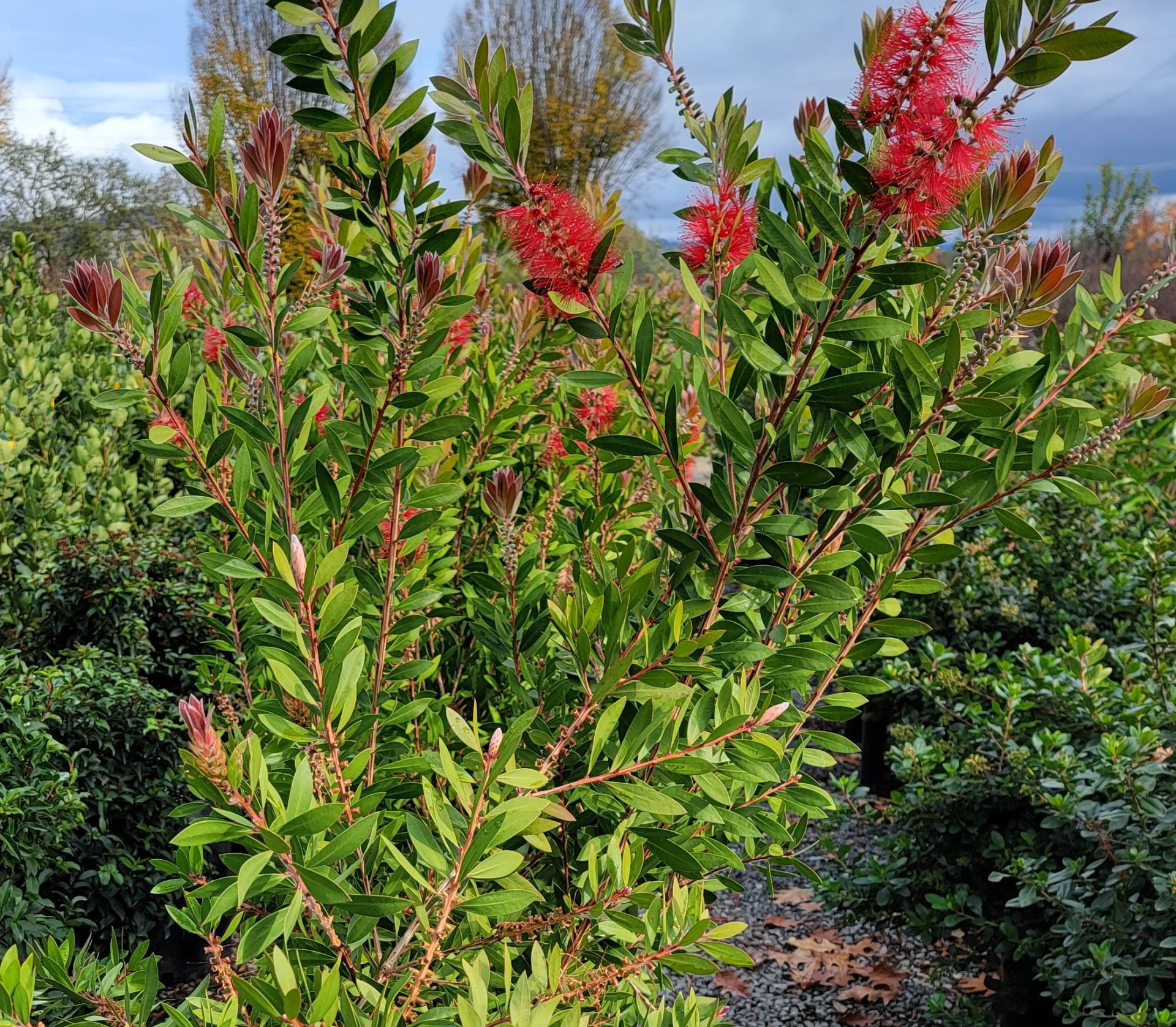 Callistemon citrinus TRELLIS | Urban Tree Farm Nursery