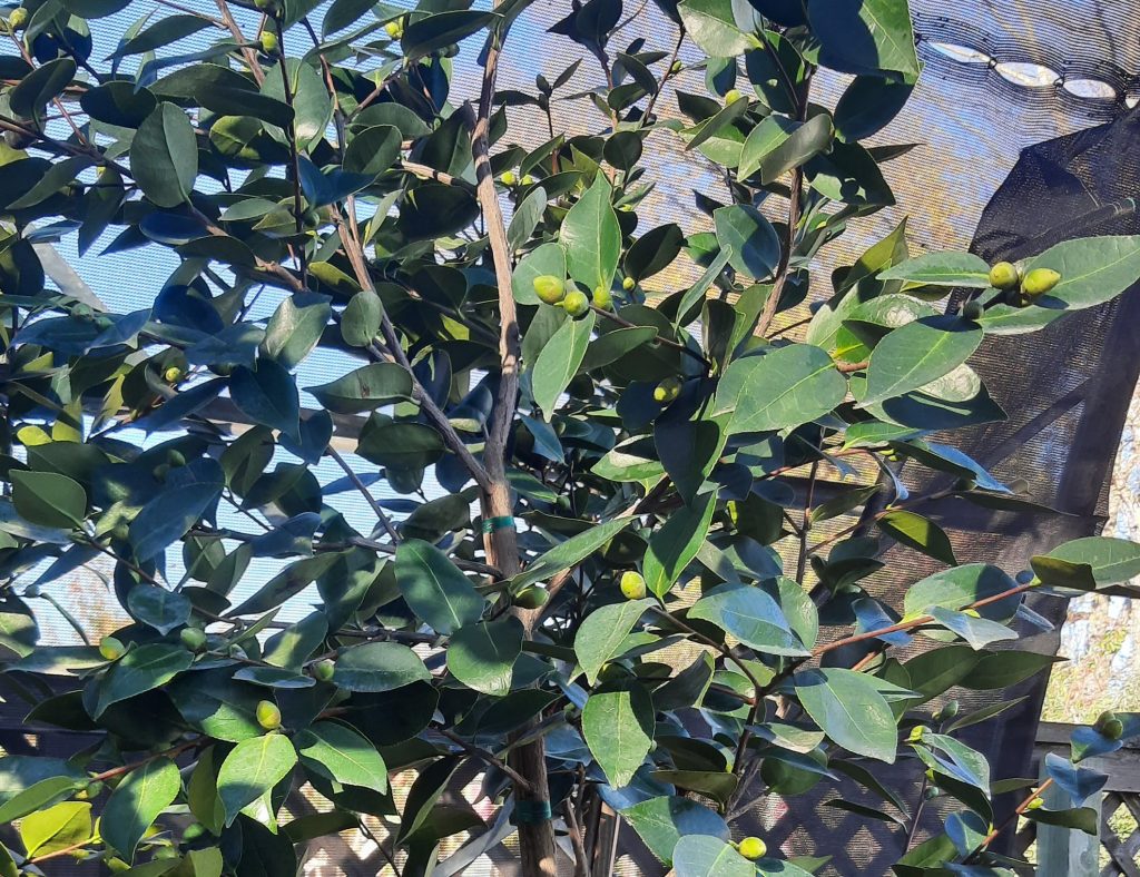 Camellia japonica 'Swan Lake' TRELLIS | Urban Tree Farm Nursery