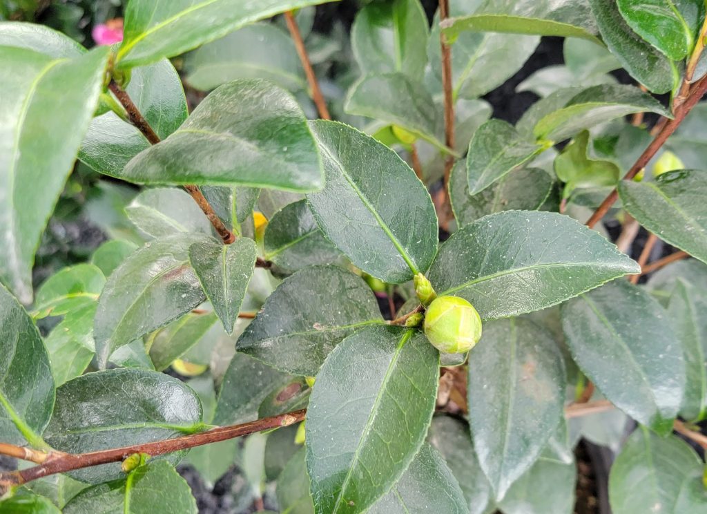 Camellia japonica 'Tom Knudsen' TRELLIS | Urban Tree Farm Nursery