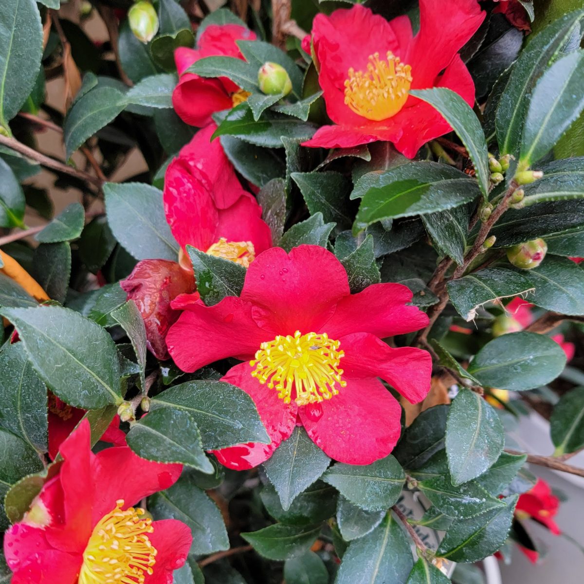 Camellia transnokoensis | Urban Tree Farm Nursery