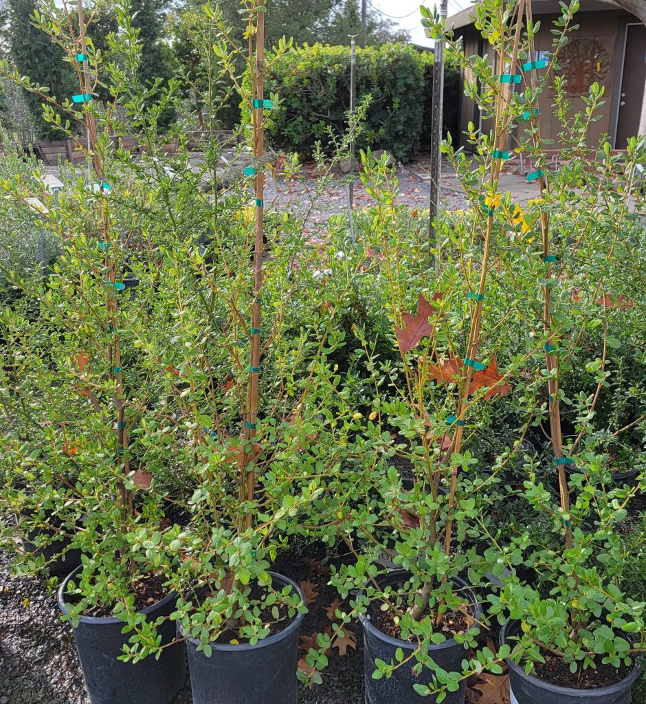 Ceanothus 'Ray Hartman' COLUMN | Urban Tree Farm Nursery