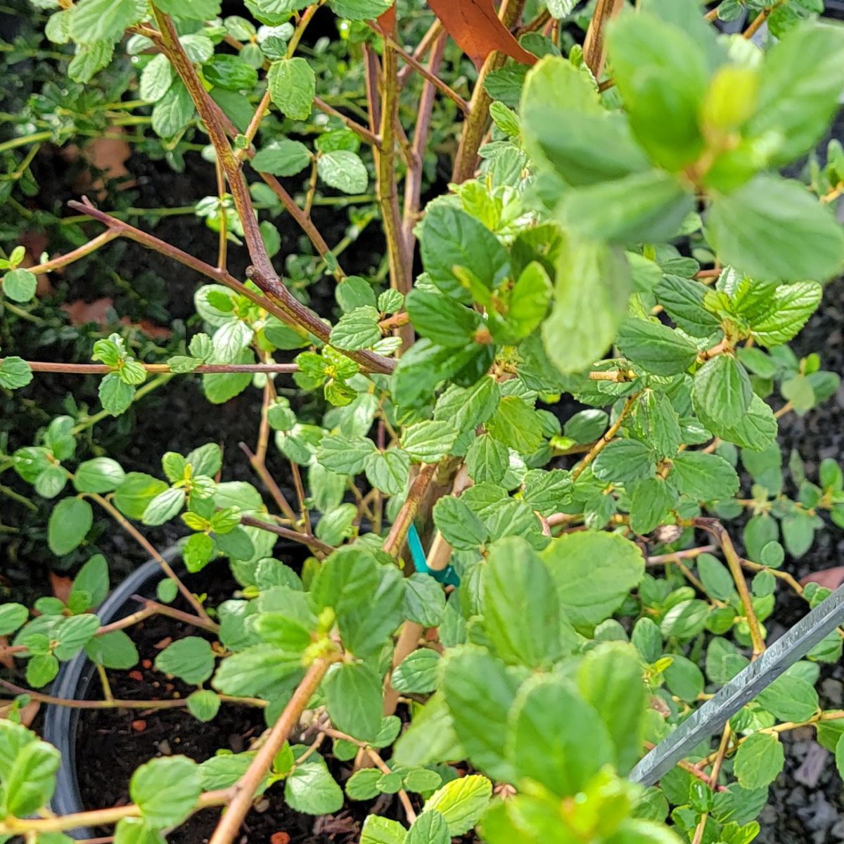 Ceanothus 'Ray Hartman' | Urban Tree Farm Nursery