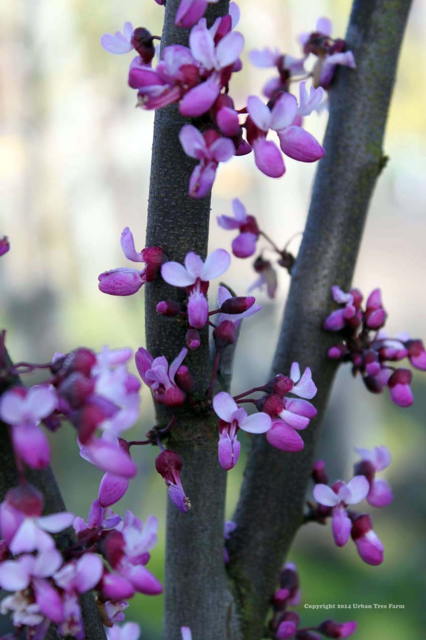 Cercis occidentalis STD | Urban Tree Farm Nursery