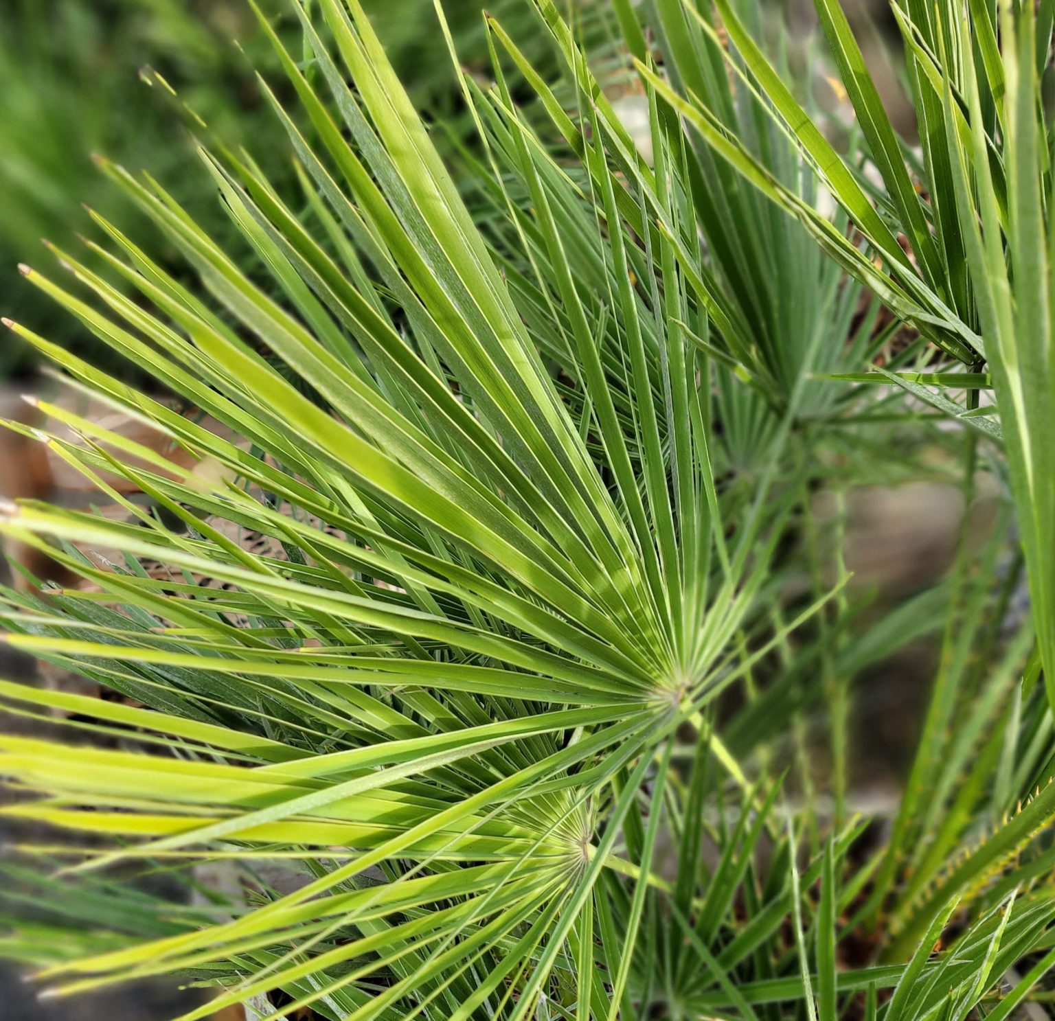 Chamaerops humilis SINGLE TRUNK | Urban Tree Farm Nursery