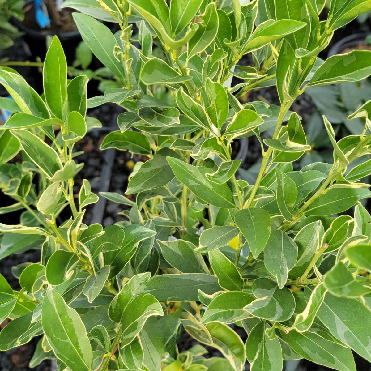 Citrus | Urban Tree Farm Nursery