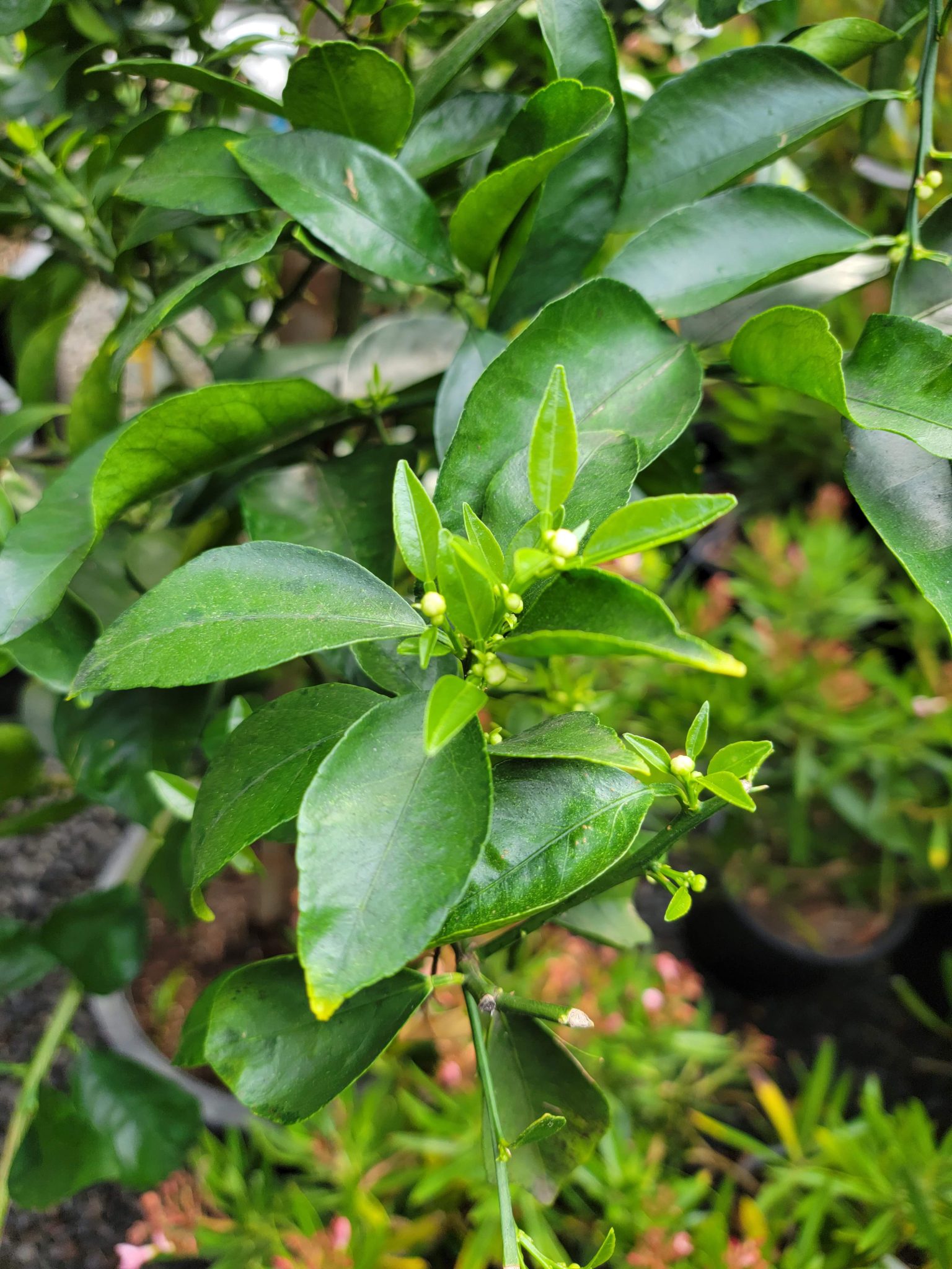 Citrus Mandarin, Shasta Gold | Urban Tree Farm Nursery