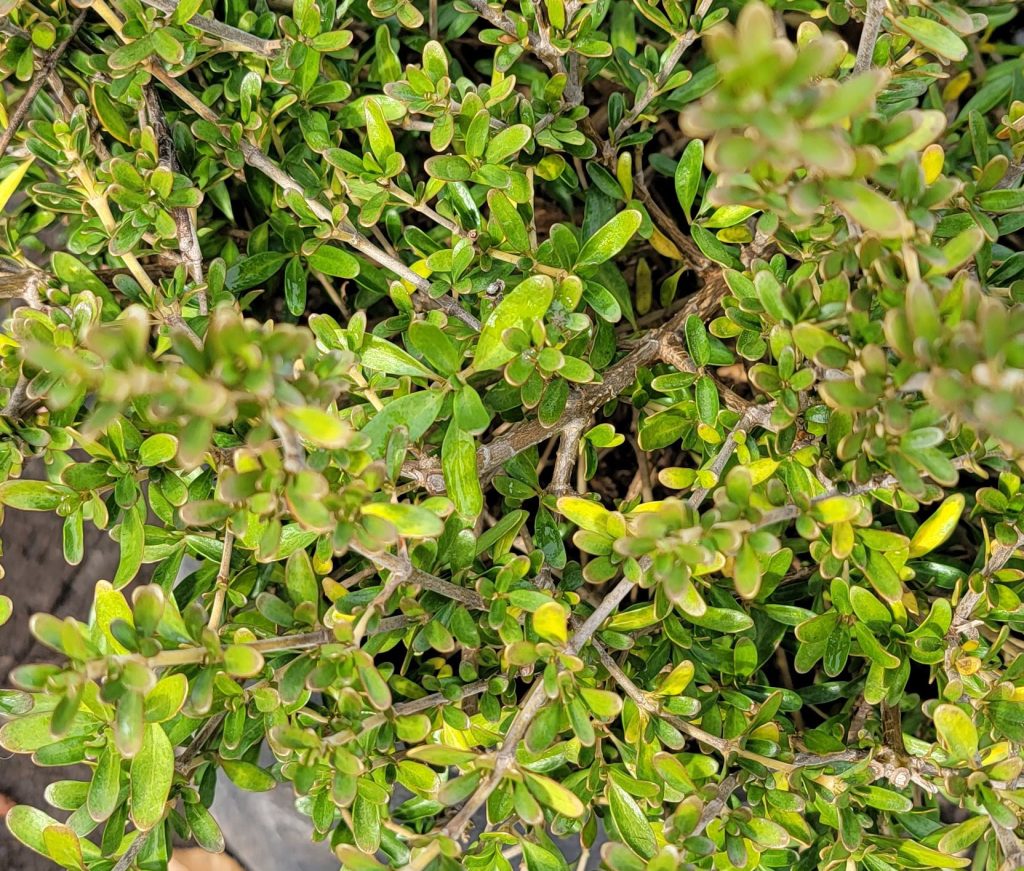 Coprosma kirkii | Urban Tree Farm Nursery