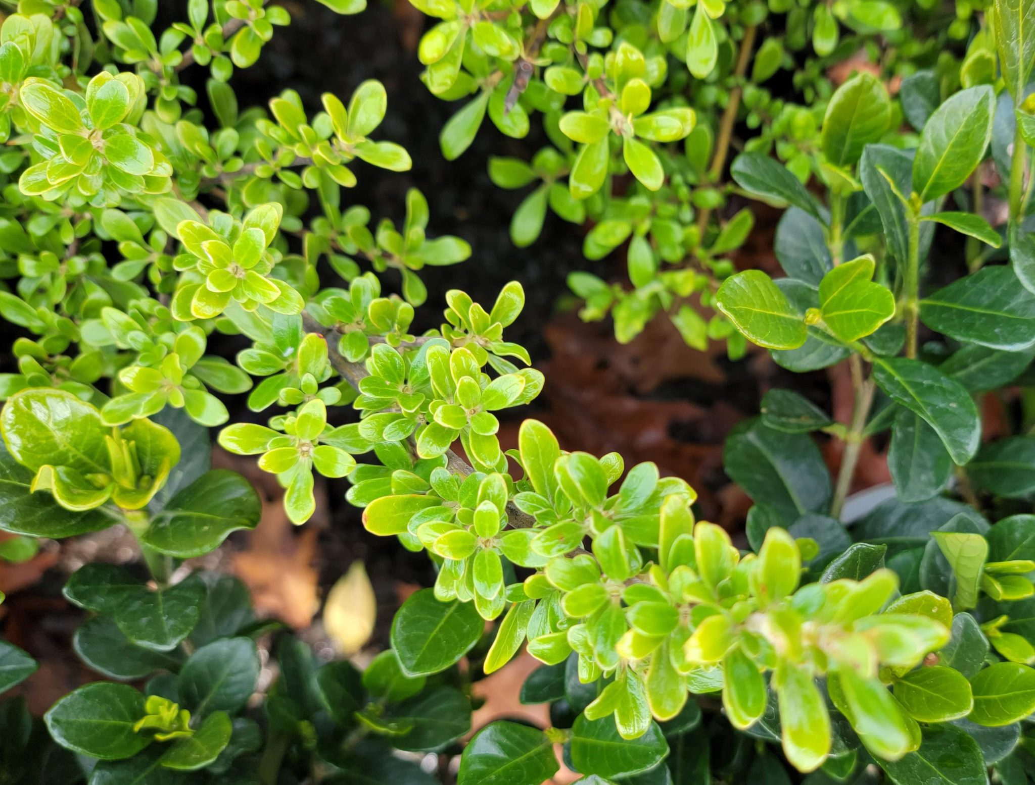 Coprosma petriei 'Verde Vista' | Urban Tree Farm Nursery