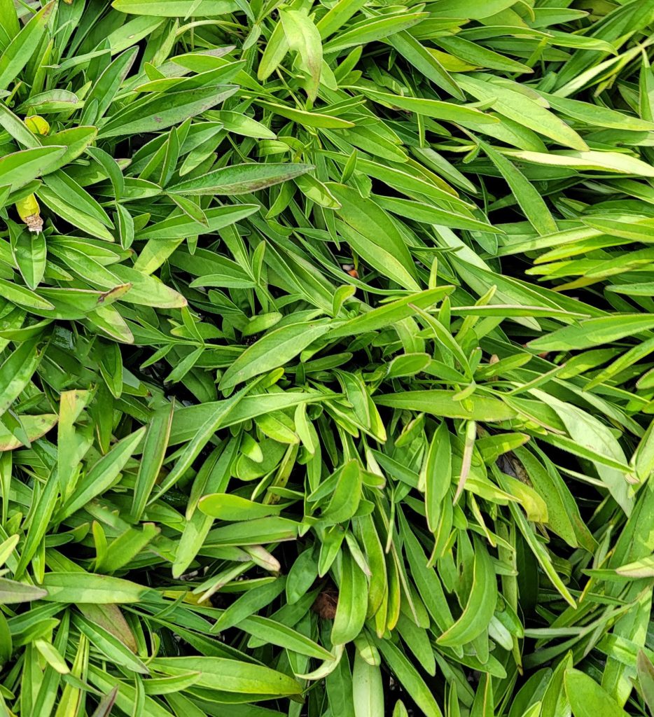 Coreopsis grandiflora 'Heliot' | Urban Tree Farm Nursery