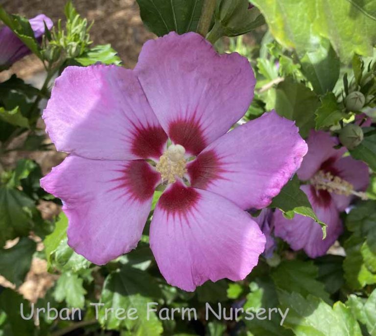 Hibiscus syriacus 'Minerva' STD | Urban Tree Farm Nursery
