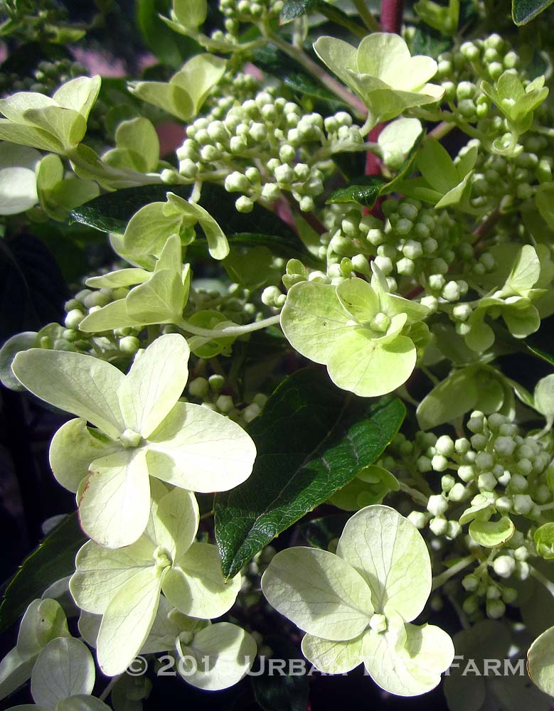Hydrangea paniculata 'Pinky Winky' STD | Urban Tree Farm Nursery