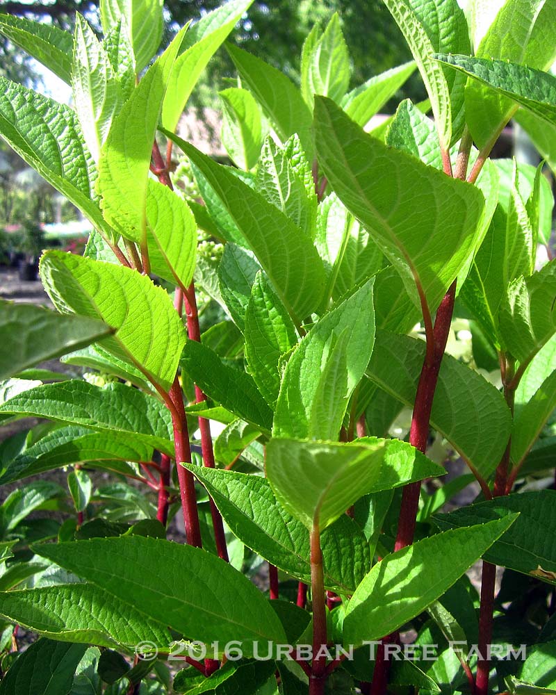 Hydrangea paniculata 'Pinky Winky' STD | Urban Tree Farm Nursery
