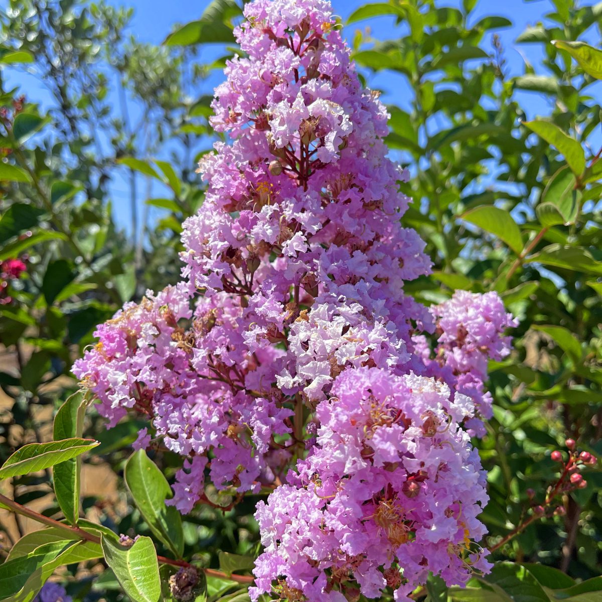 Lagerstroemia indica 'Natchez' | Urban Tree Farm Nursery
