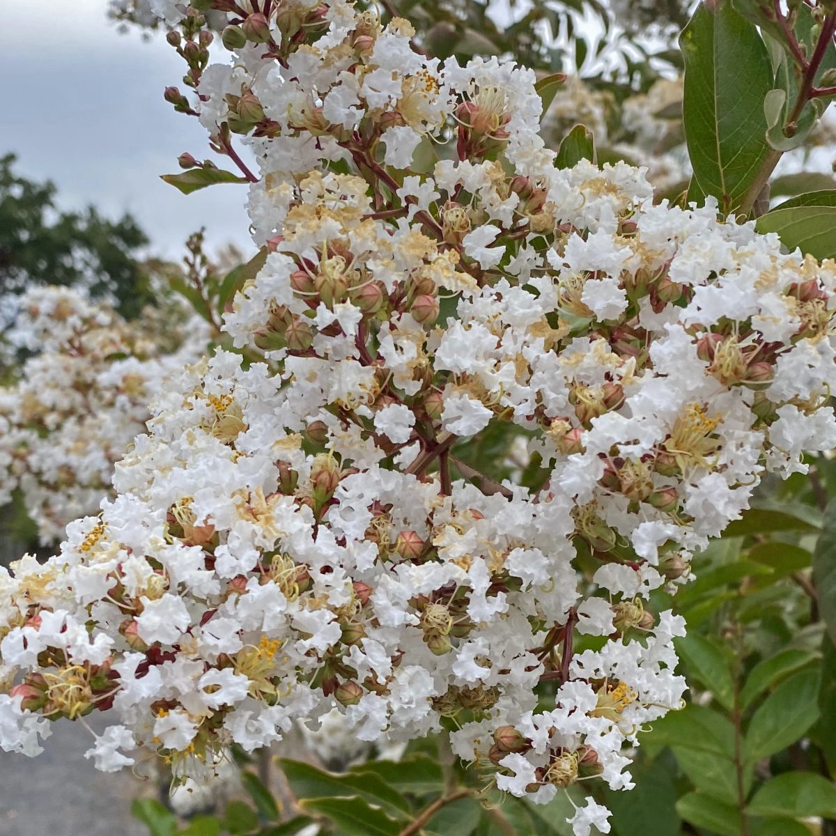 Lagerstroemia indica 'Lavender' STD | Urban Tree Farm Nursery
