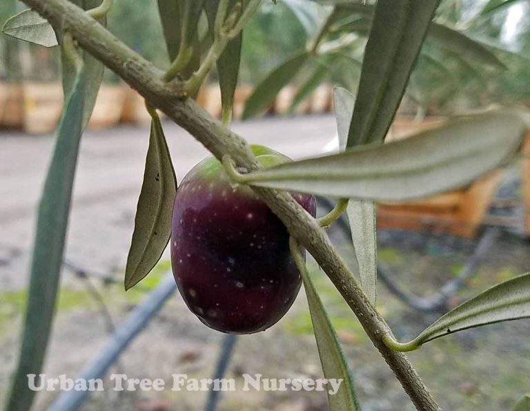 Olea europaea 'Sevillano/Queen' STD | Urban Tree Farm Nursery