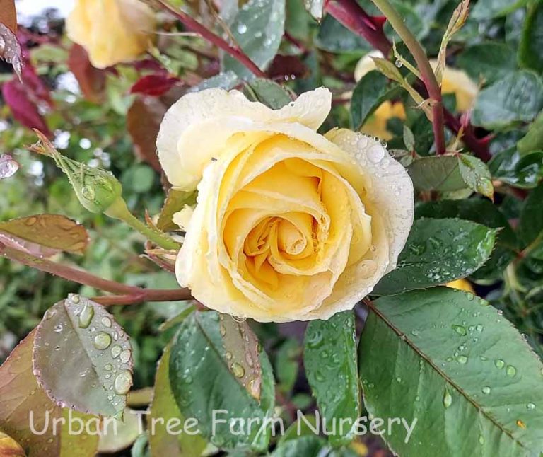 Rosa 'Ch-Ching!' STD | Urban Tree Farm Nursery