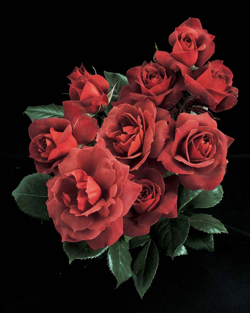 Rosa 'Hot Cocoa' STD | Urban Tree Farm Nursery