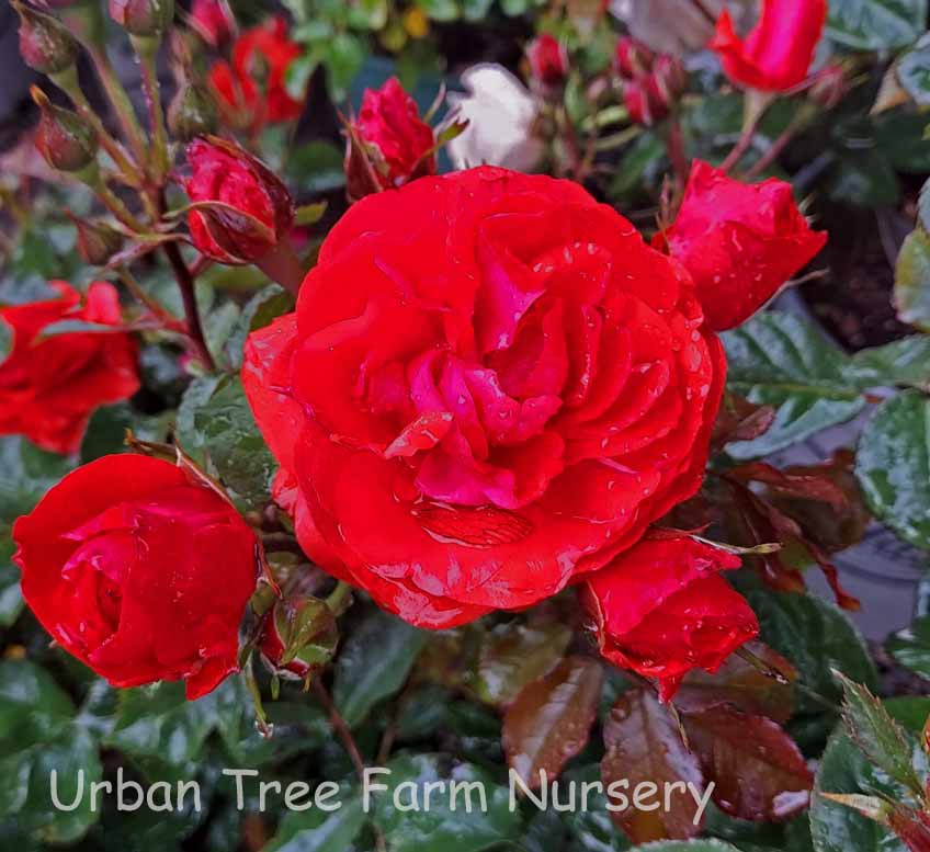 Rosa 'Showbiz' STD | Urban Tree Farm Nursery