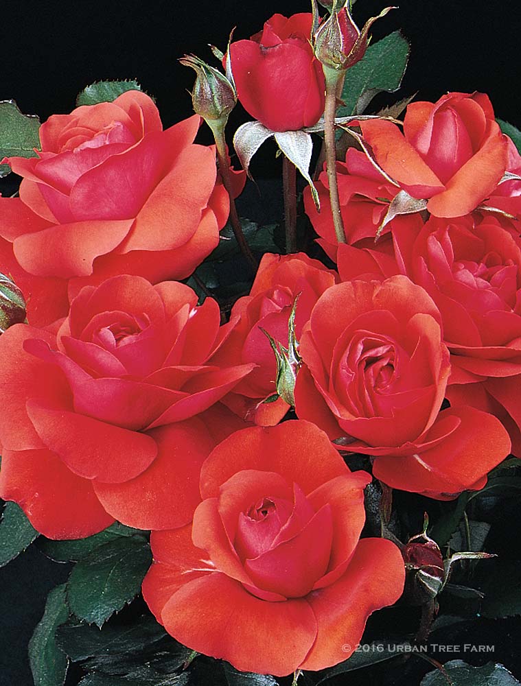 Rosa 'Trumpeter' | Urban Tree Farm Nursery