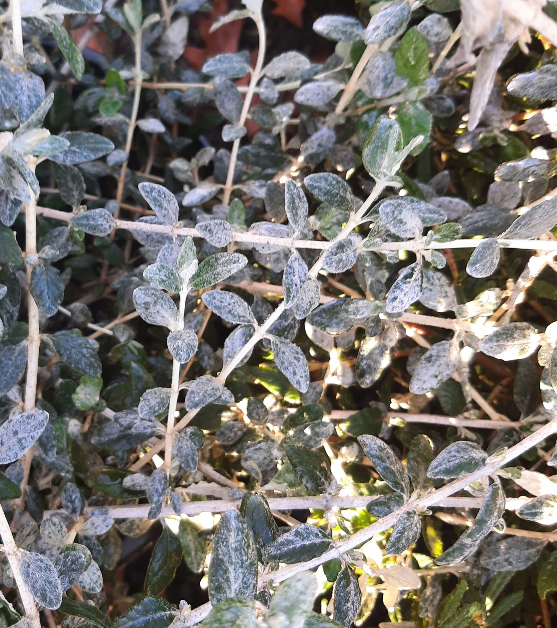 Teucrium fruticans 'Azureum' | Urban Tree Farm Nursery