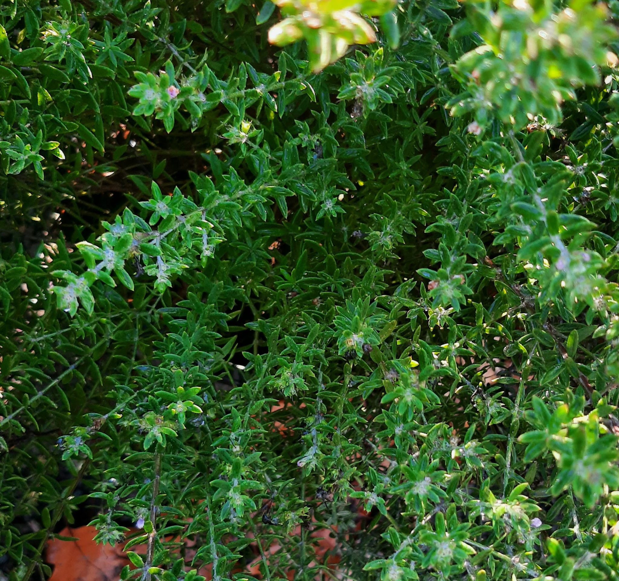 Westringia fruticosa 'Blue Gem' | Urban Tree Farm Nursery