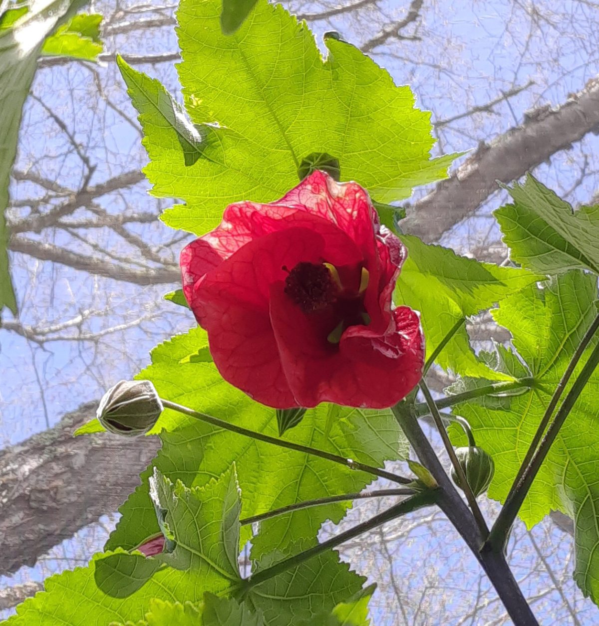 Abutilon hybridum 'Cardinal' | Urban Tree Farm Nursery