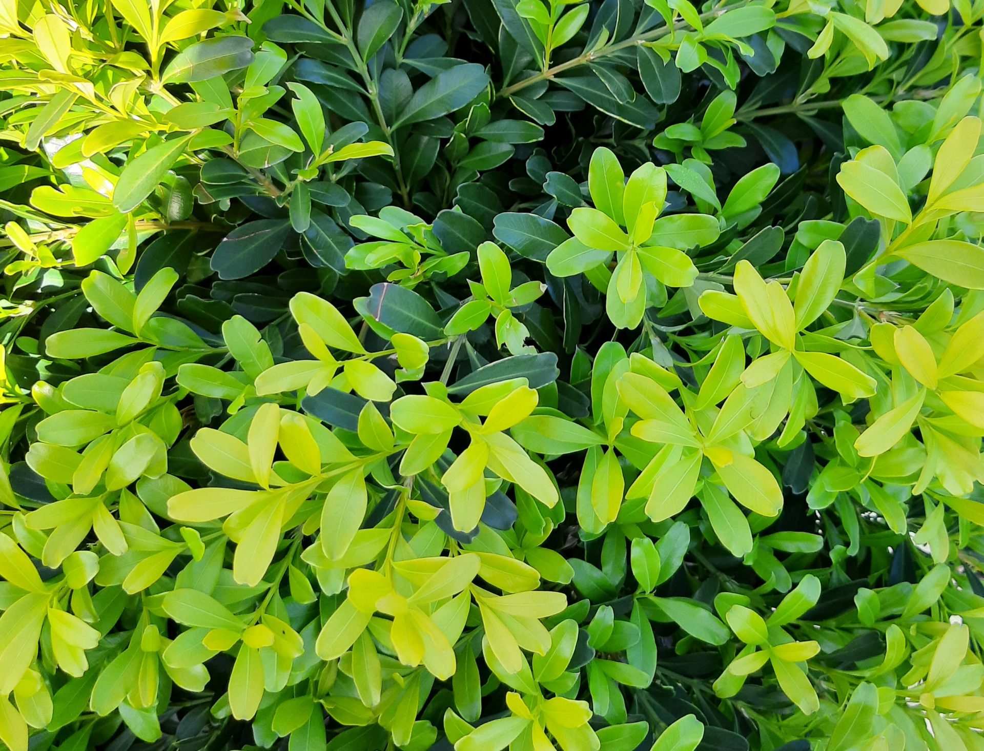 Buxus harlandii | Urban Tree Farm Nursery