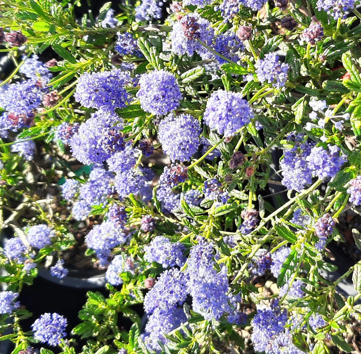 Ceanothus 'Concha' PATIO | Urban Tree Farm Nursery