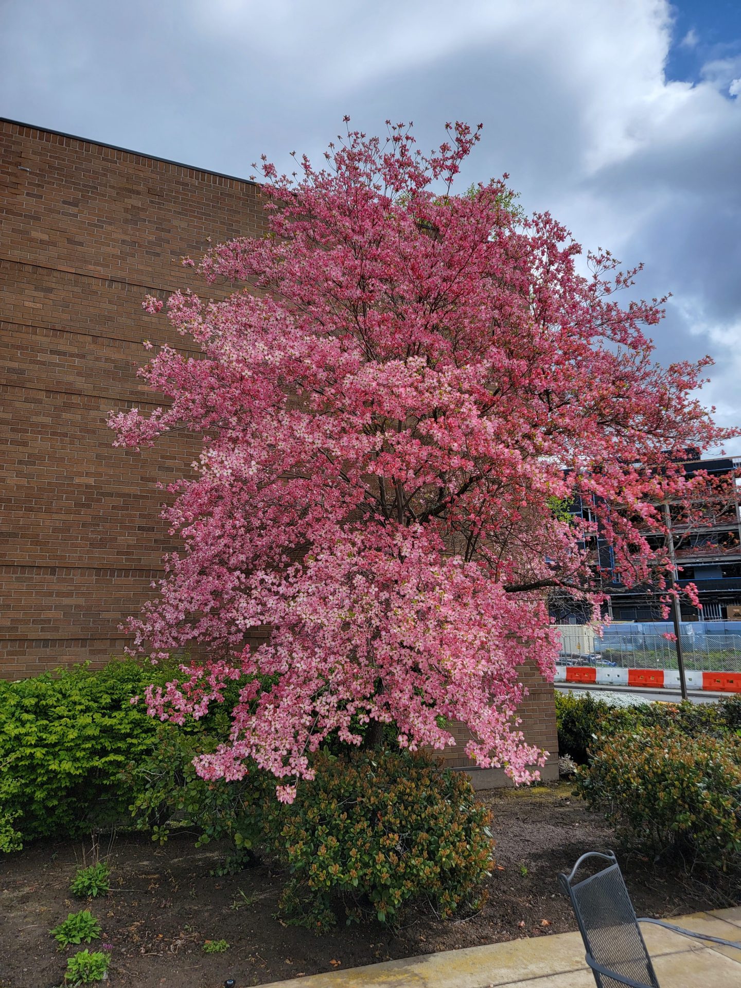 Cornus florida 'Rubra' | Urban Tree Farm Nursery