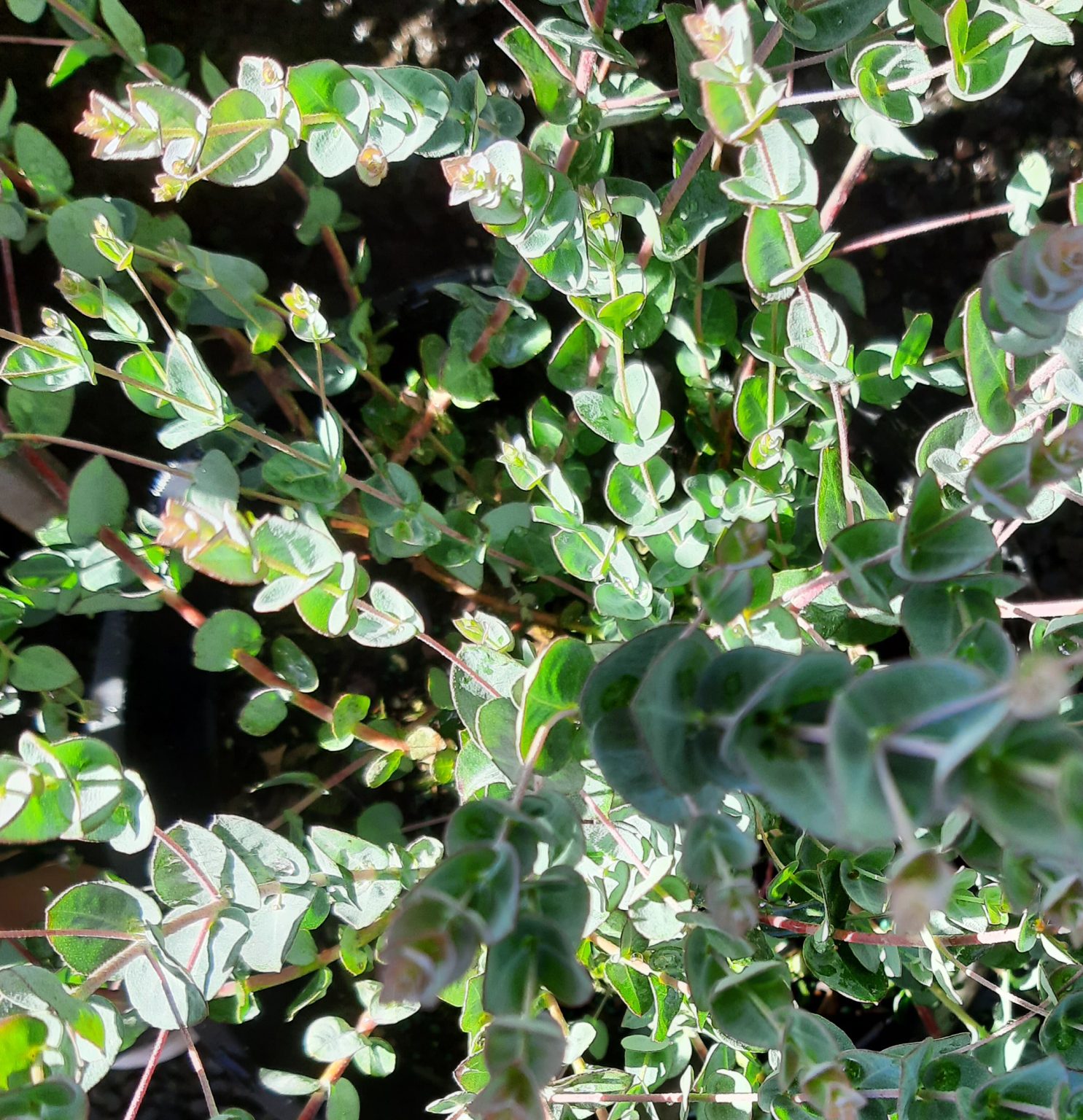 Eucalyptus lunata 'Moon Lagoon' | Urban Tree Farm Nursery