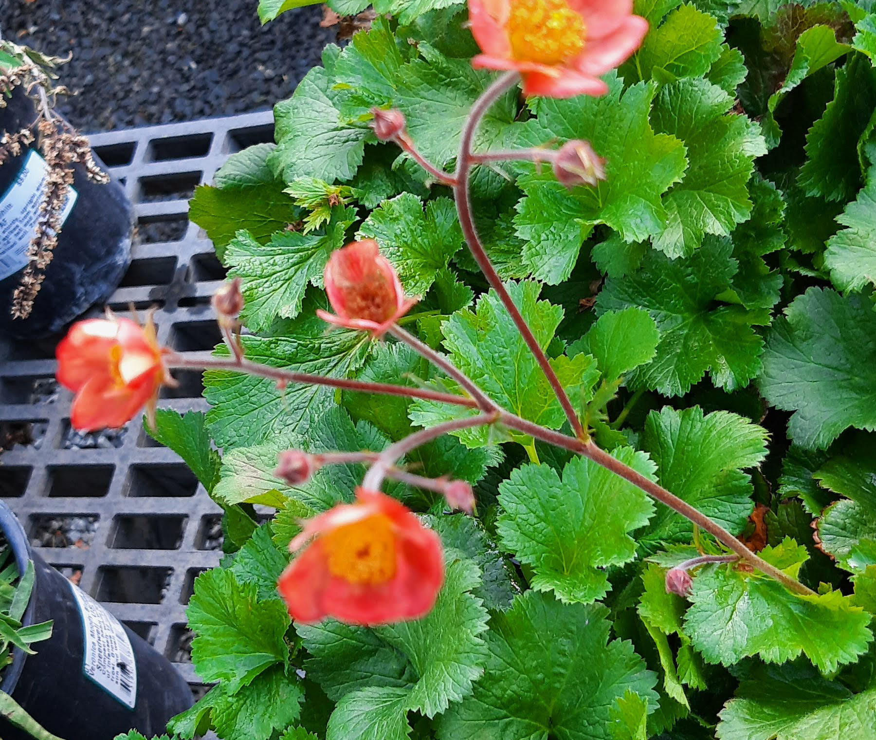 Geum x 'Mango Lassi' | Urban Tree Farm Nursery