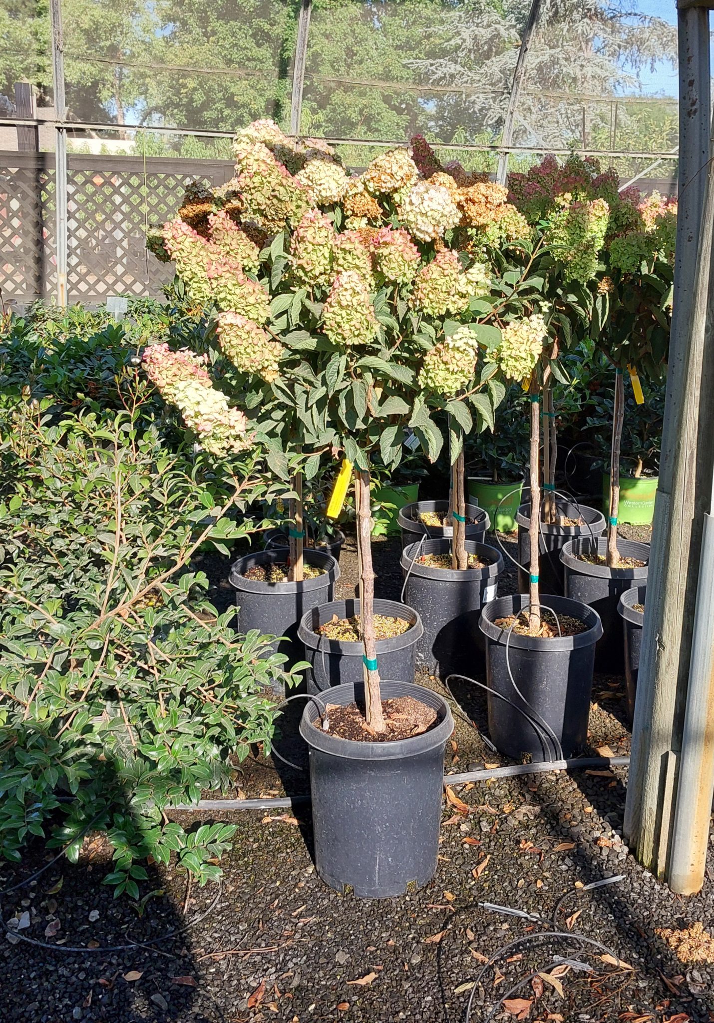Hydrangea paniculata 'Vanilla Strawberry' STD | Urban Tree Farm Nursery