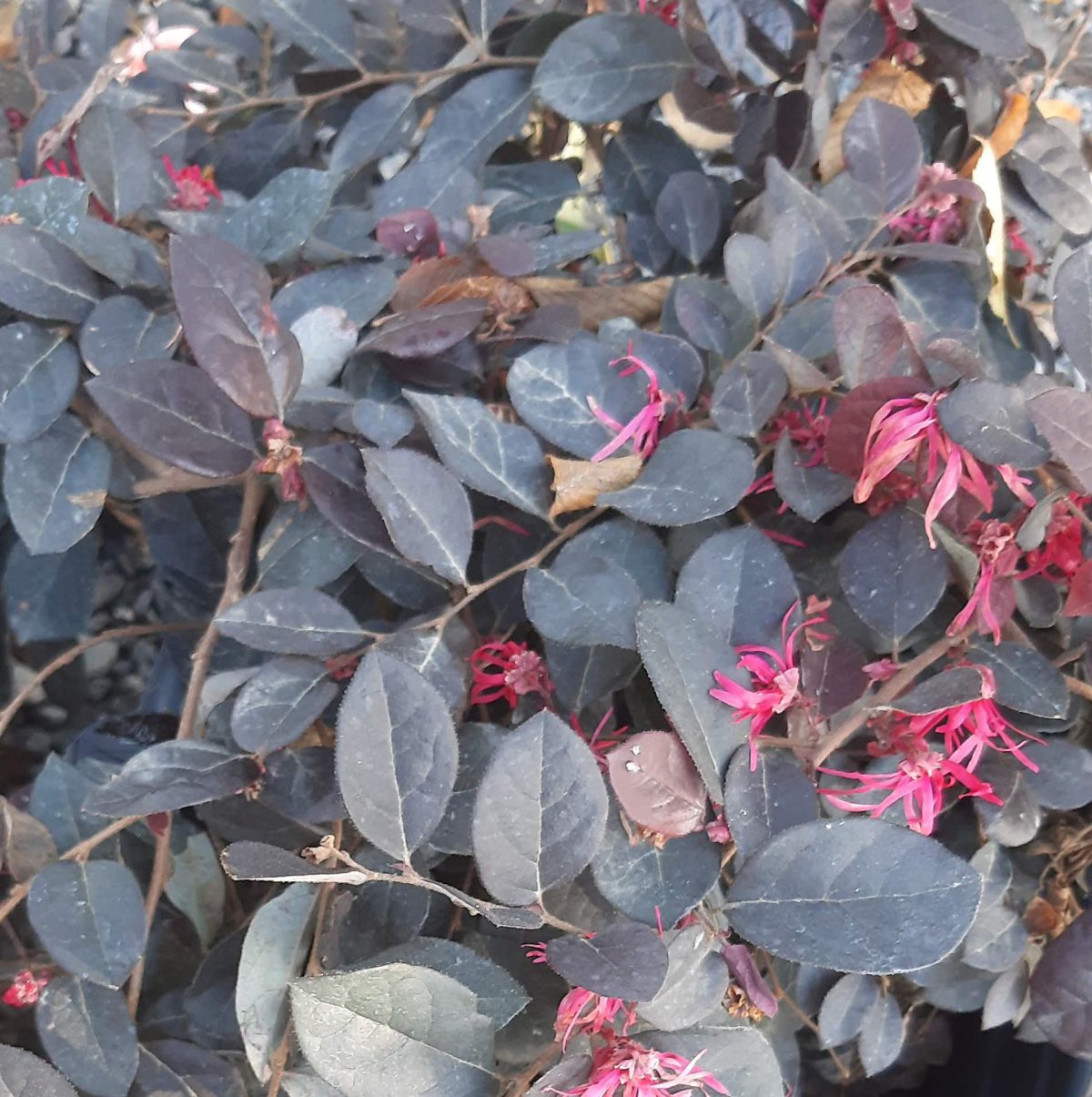 Loropetalum chinense 'Purple Majesty' TRELLIS | Urban Tree Farm Nursery