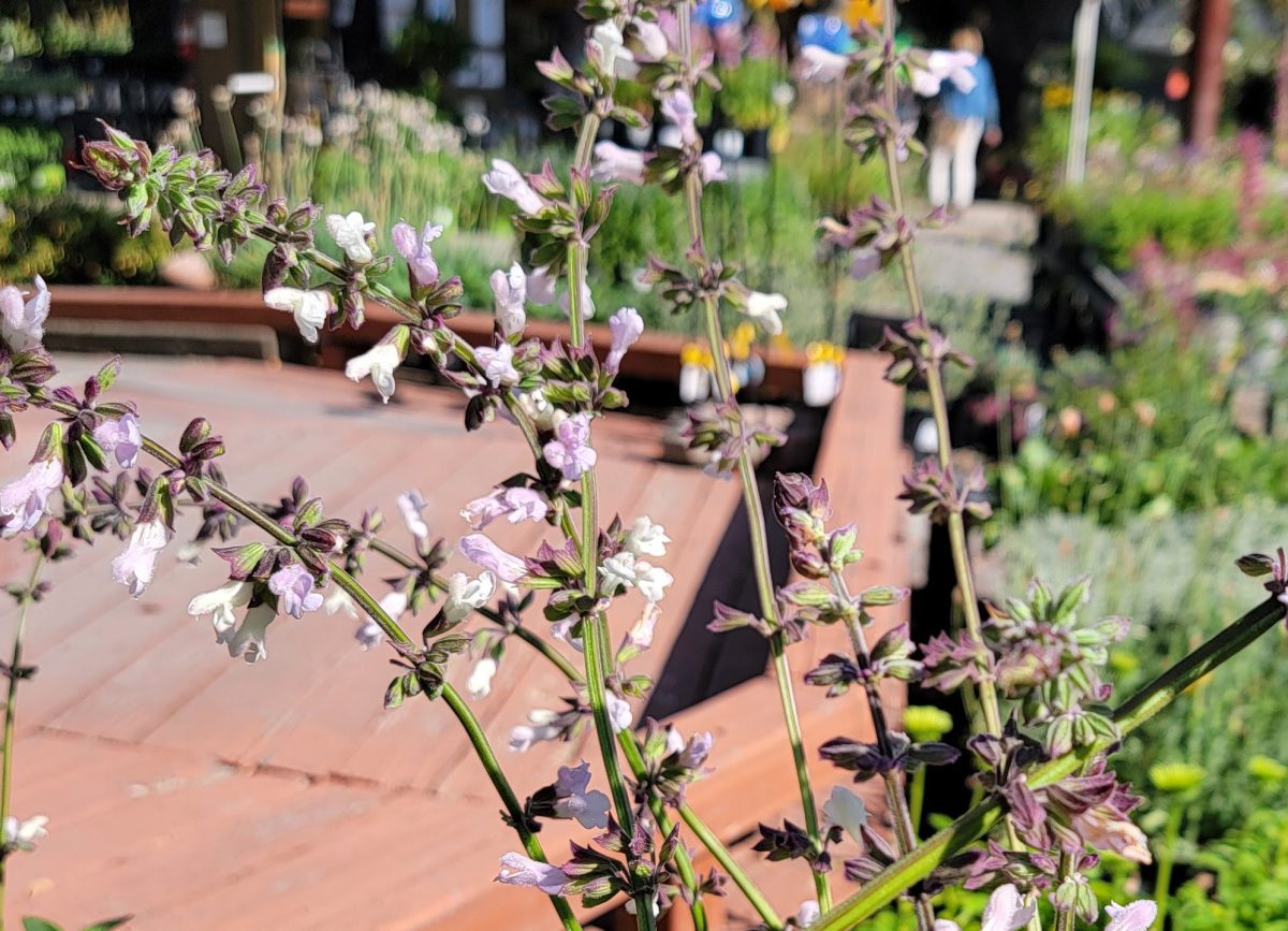 Salvia 'Waverly White' | Urban Tree Farm Nursery