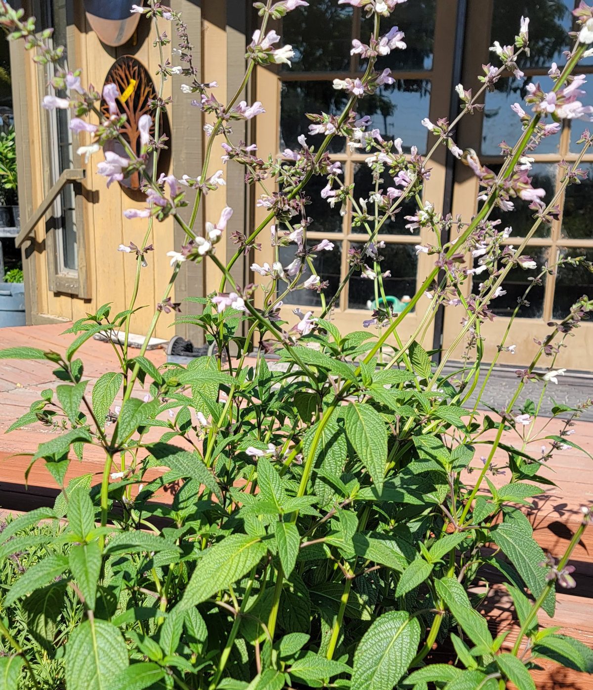 Salvia 'Waverly White' | Urban Tree Farm Nursery