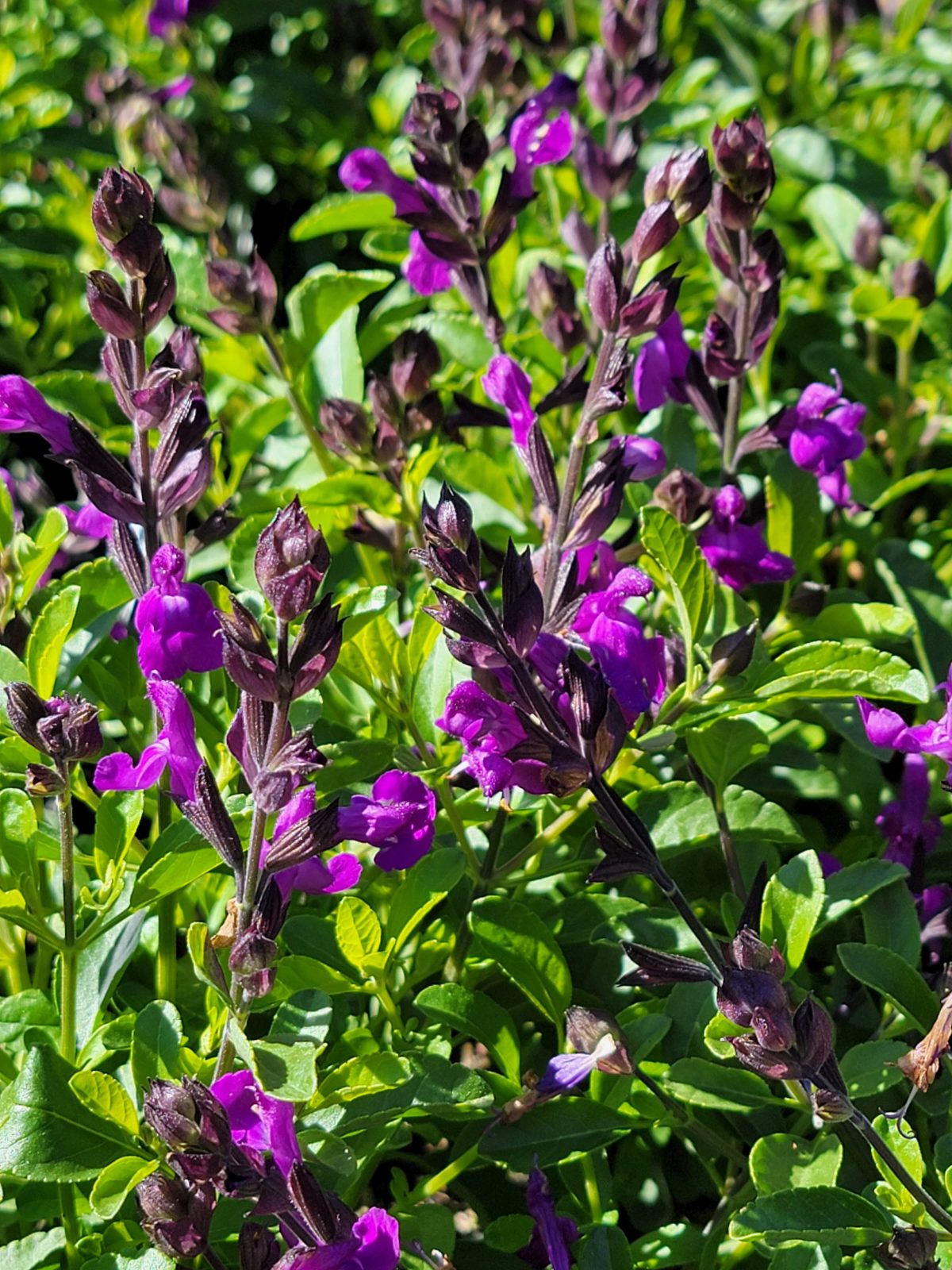Salvia greggii 'Mirage Violet' | Urban Tree Farm Nursery