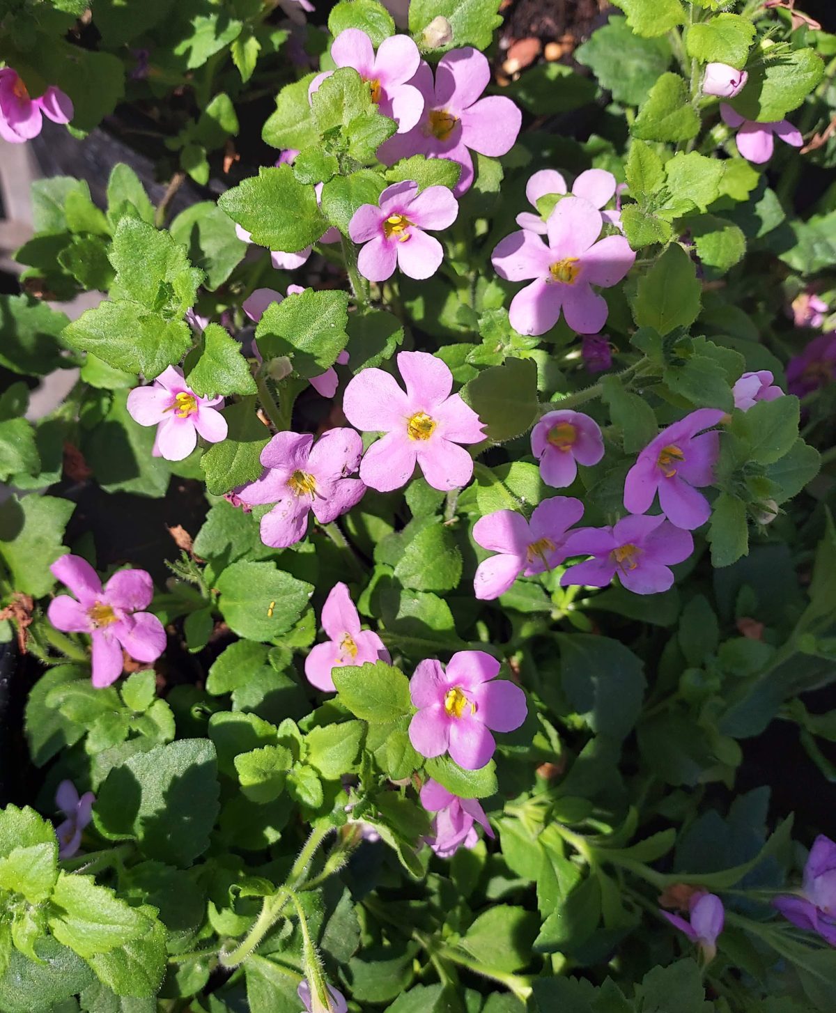 Sutera cordata 'Epic Pink' | Urban Tree Farm Nursery