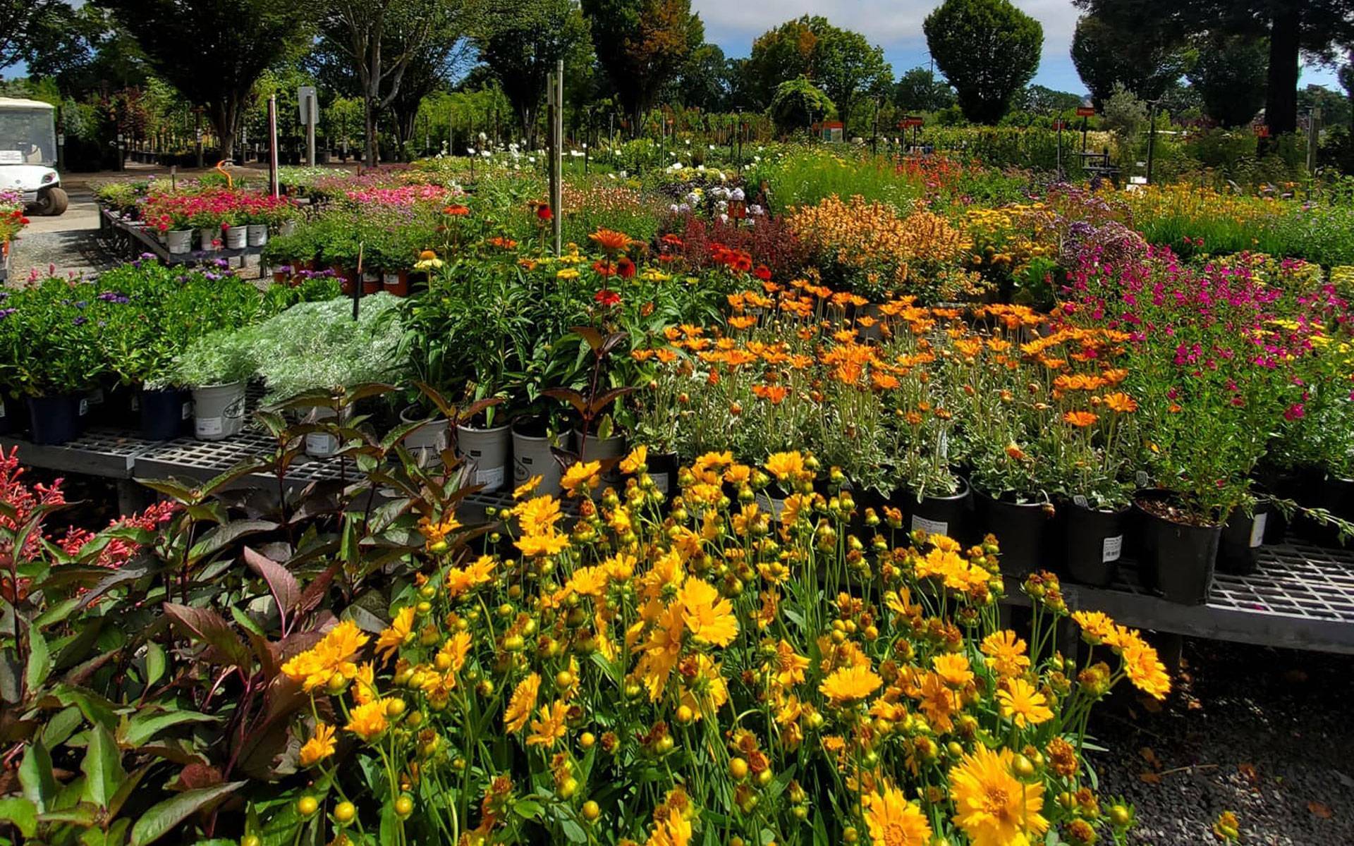 Plants - Shrubs - Trees in Santa Rosa | Urban Tree Farm Nursery